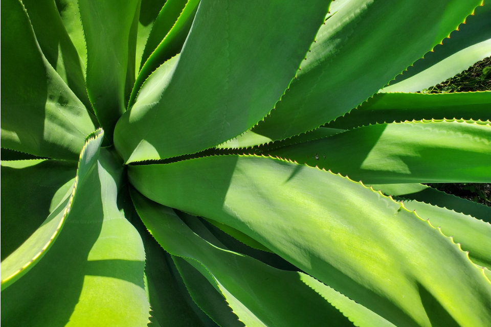 PLAHI & DoA Reaffirms Commitment to Plant Biosecurity